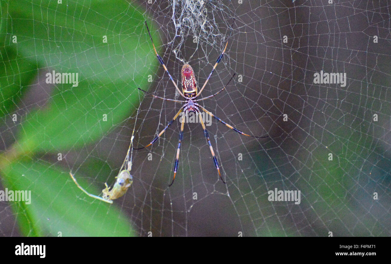 Banana spider hi-res stock photography and images - Alamy