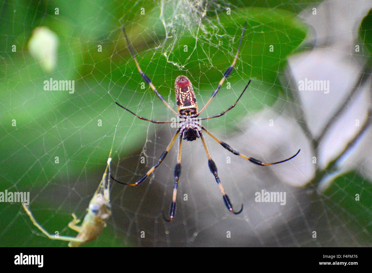 Banana spider hi-res stock photography and images - Alamy