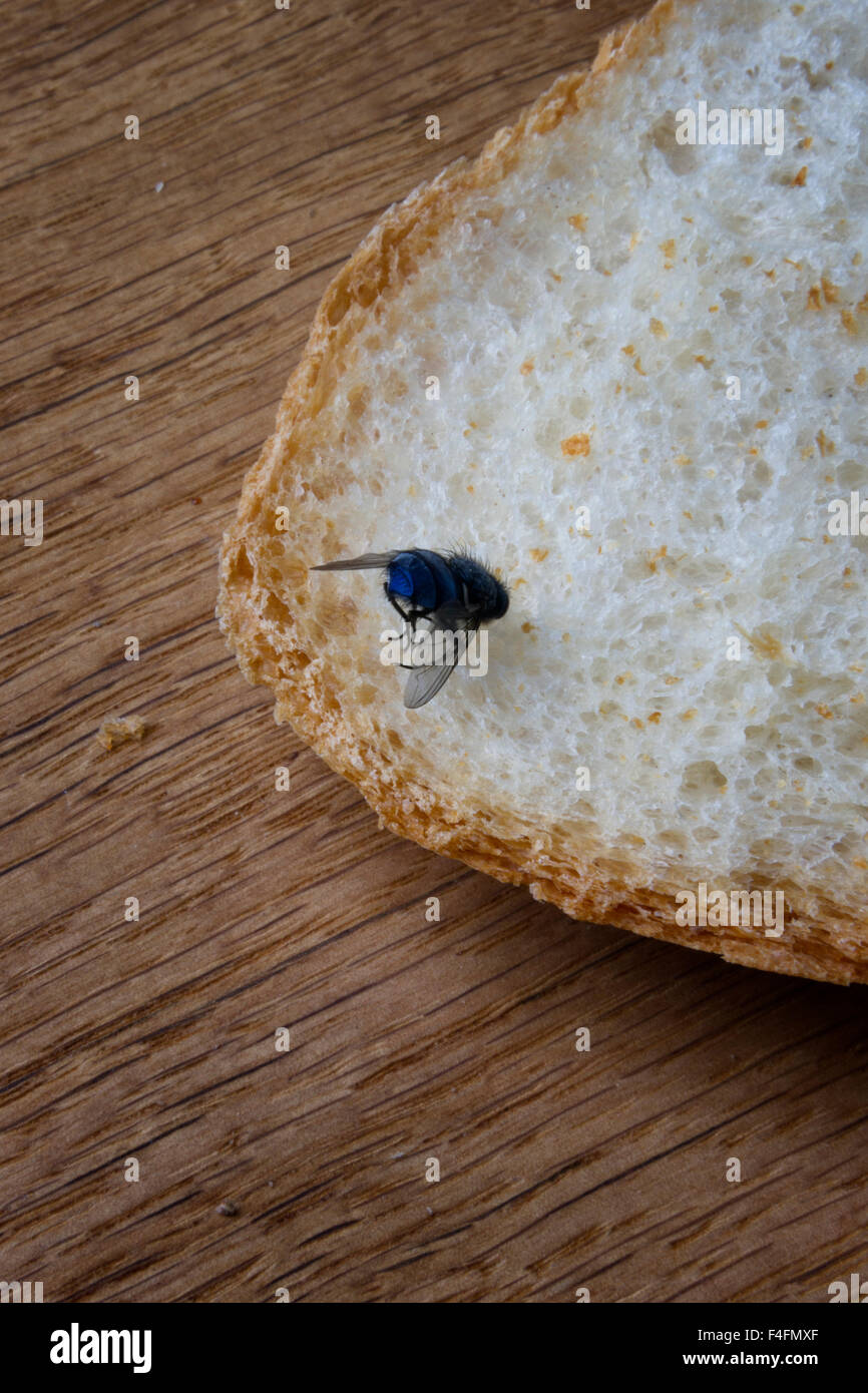Dead fly on a crust of bread Stock Photo - Alamy