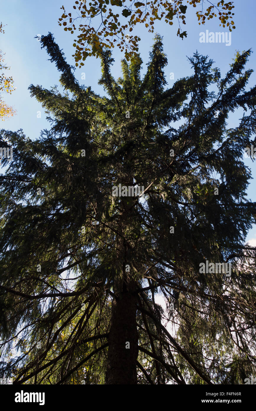 spreading crown of a tree in the woods Stock Photo - Alamy