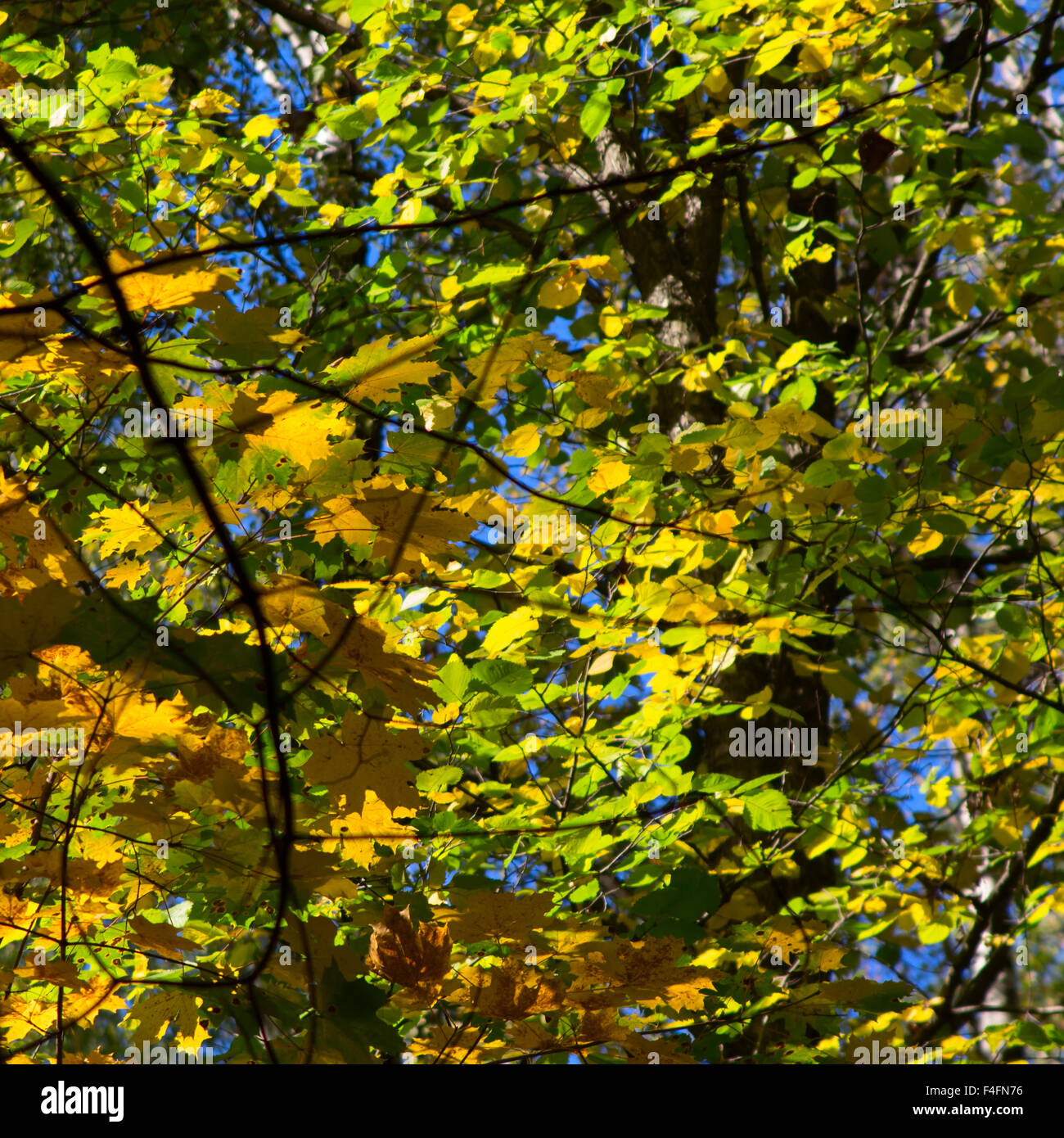 spreading crown of a tree in the woods Stock Photo - Alamy