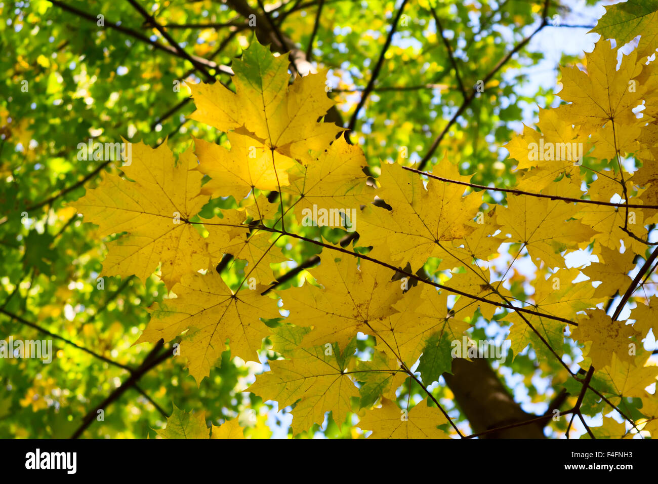 spreading crown of a tree in the woods Stock Photo - Alamy