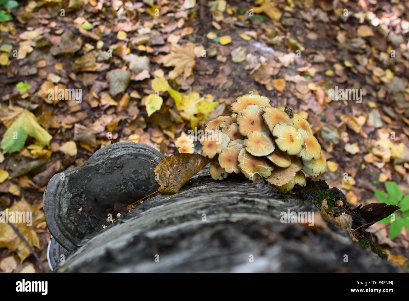 Chaga mushroom on birch in mixed forest Stock Photo - Alamy