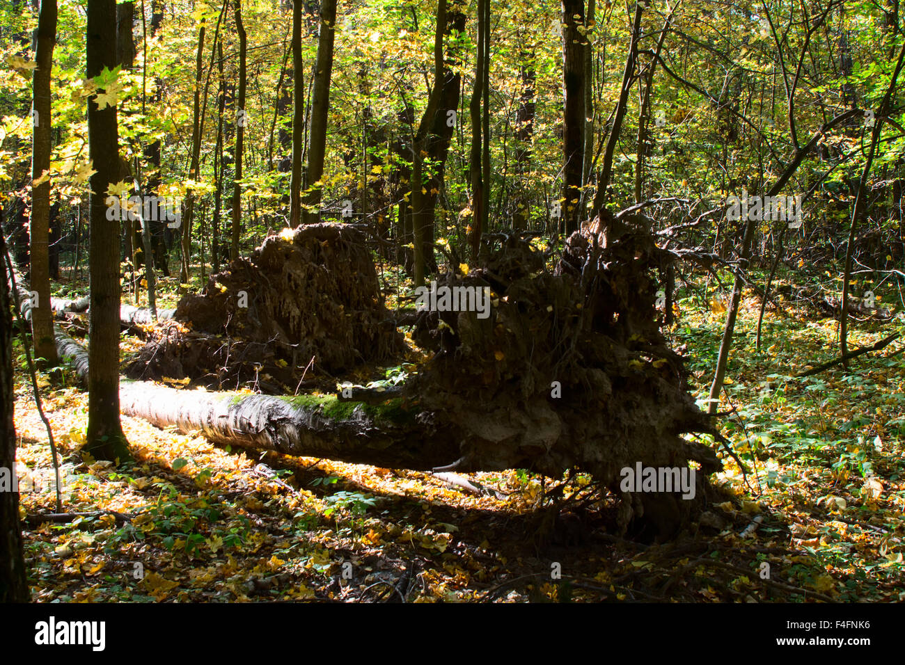The roots of a fallen tree in a mixed forest Stock Photo - Alamy