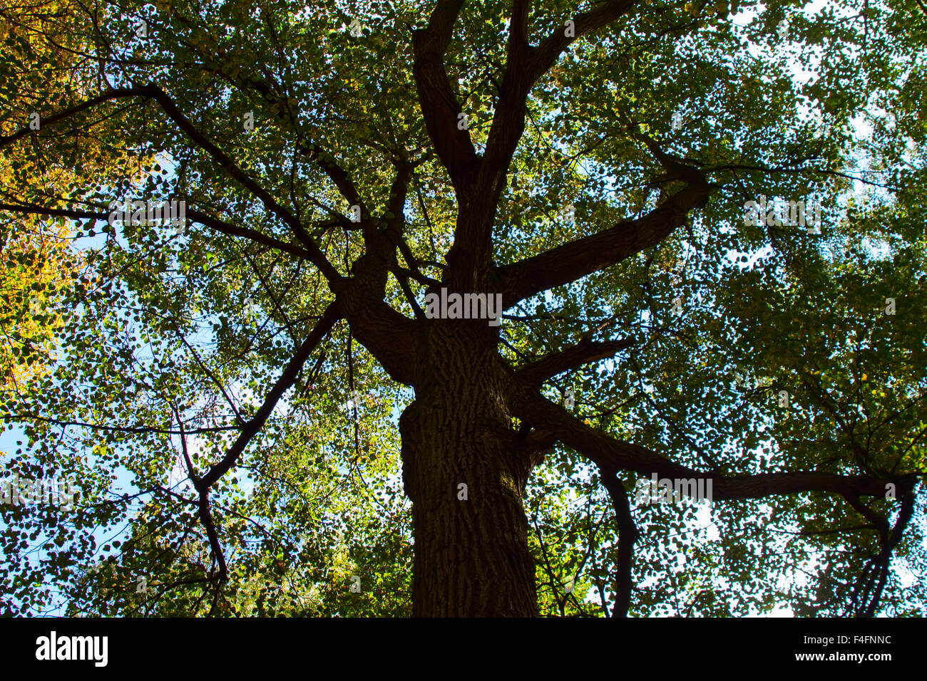 spreading crown of a tree in the woods Stock Photo - Alamy