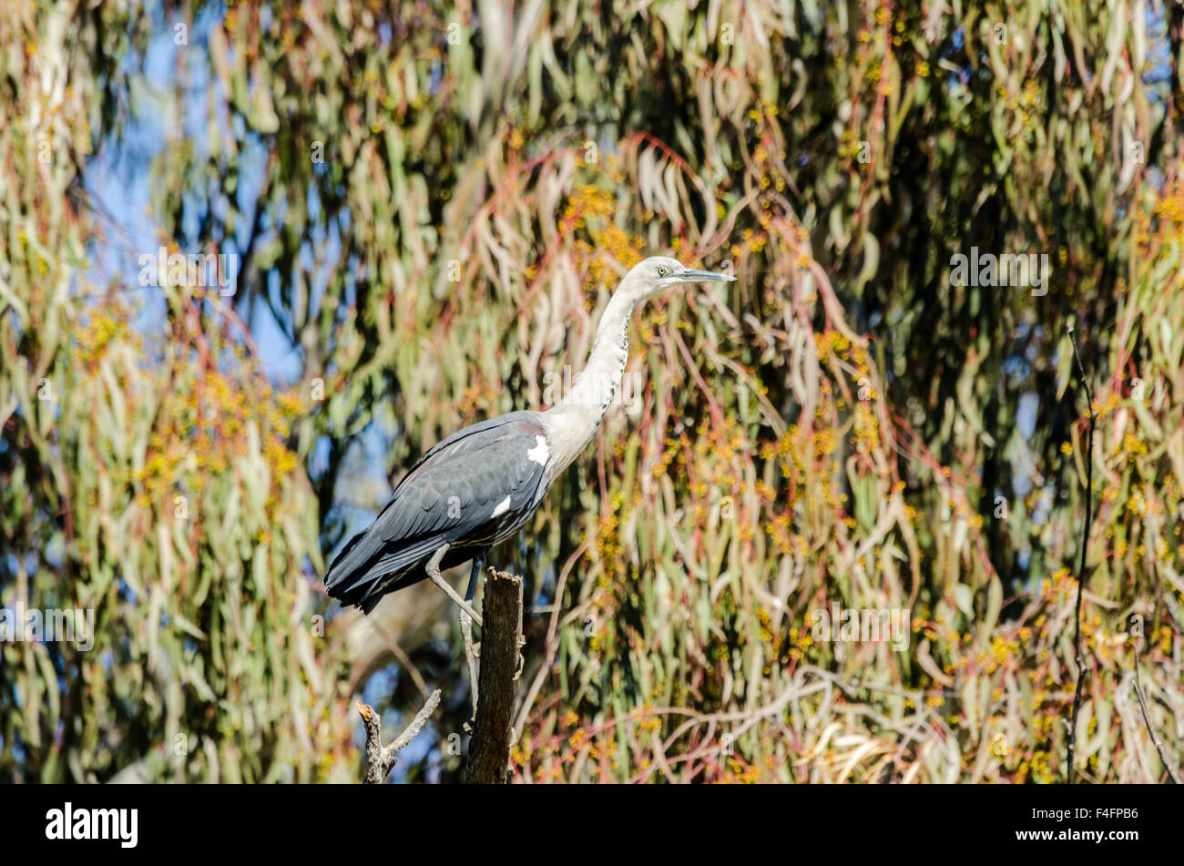 white-necked heron, formally known as the Pacific heron (Ardea pacifica ...