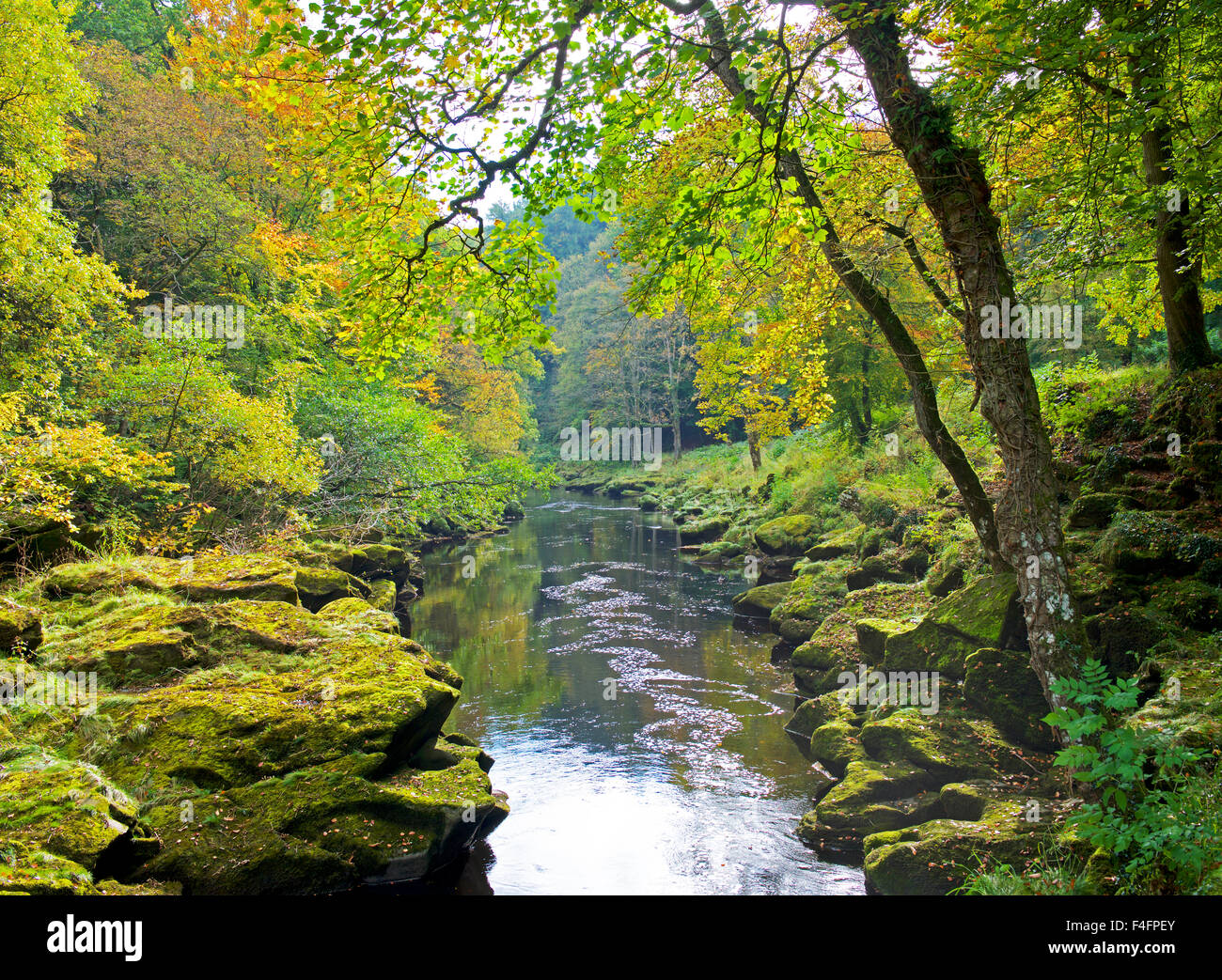 River wharfe and strid wood hi-res stock photography and images - Alamy