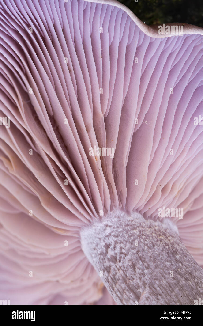 Wood Blewit, Clitocybe nuda (Lepista nuda), underside. Sherwood Forest ...