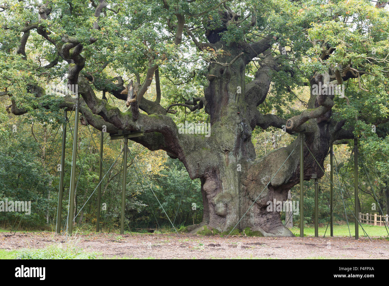 The Major Oak, Sherwood Forest, supported with metal props ...