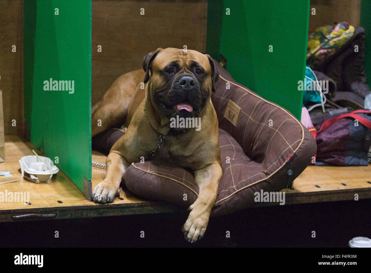 Discover dogs hi-res stock photography and images - Alamy