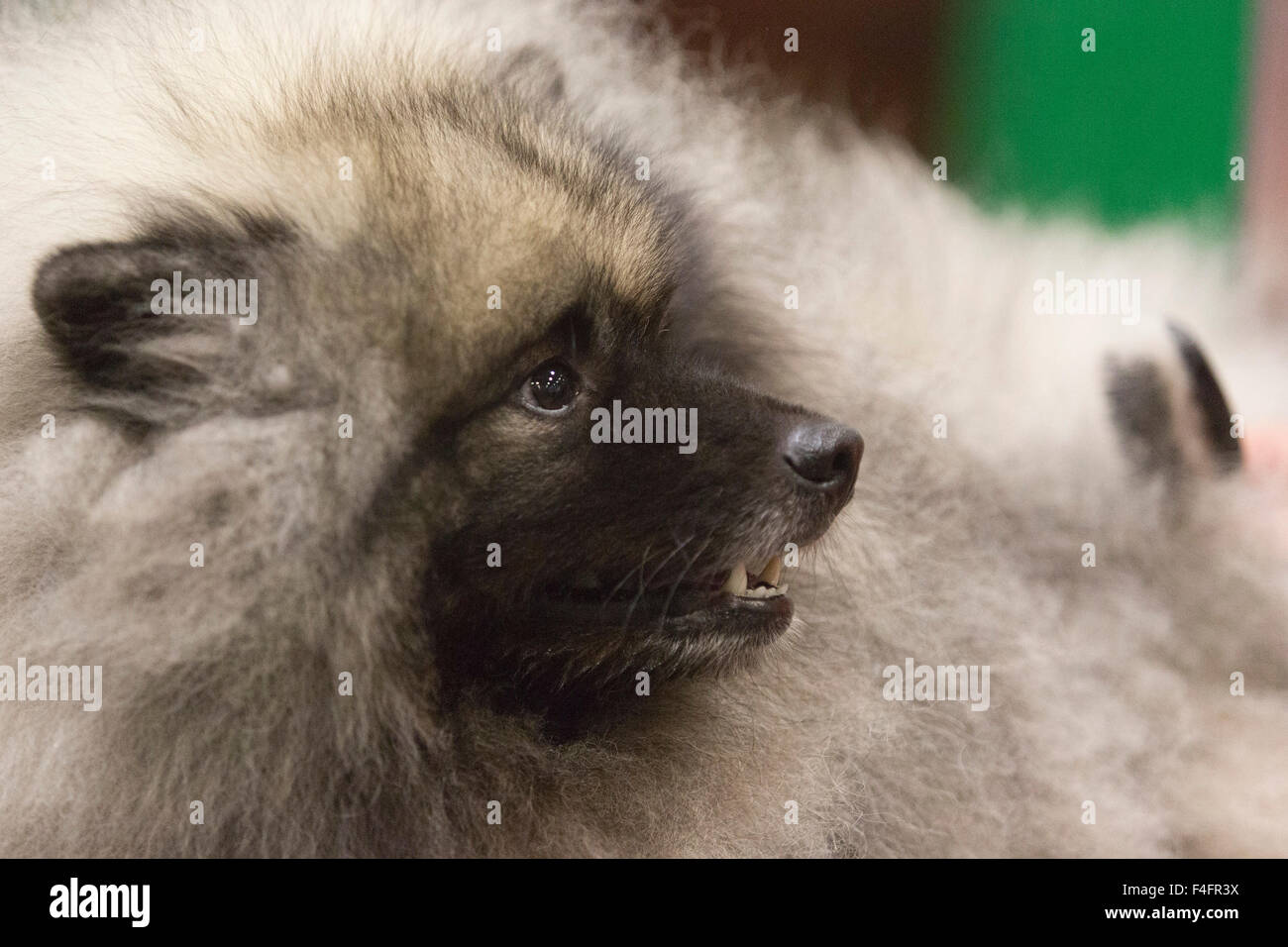 Dutch barge dog hi-res stock photography and images - Alamy