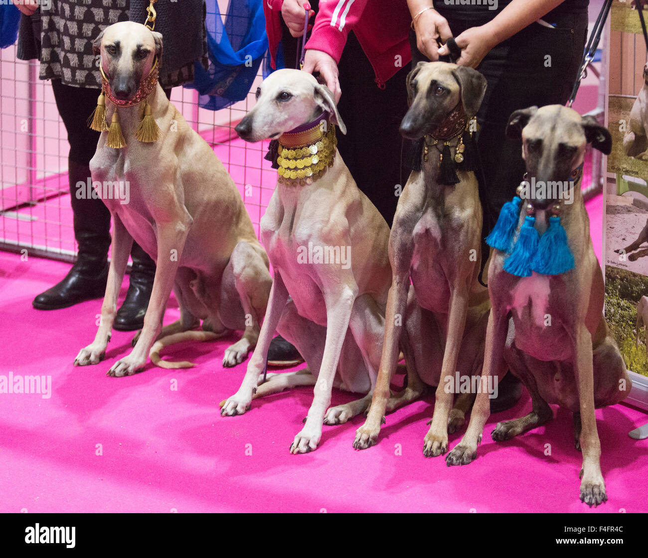 Discover dogs hi-res stock photography and images - Alamy