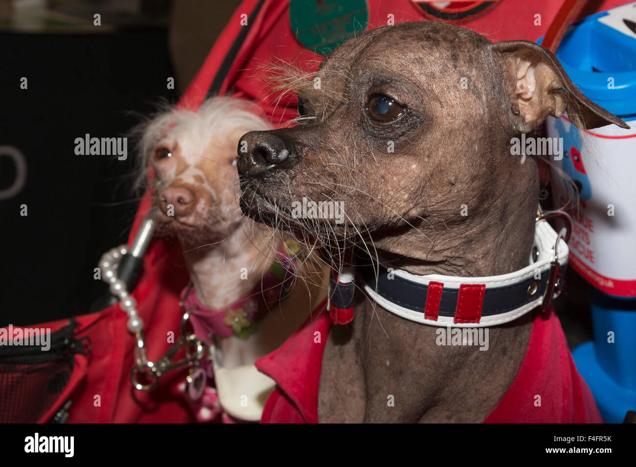 London, UK. 17/10/2015. The world's ugliest dog Mugly (right) with his ...