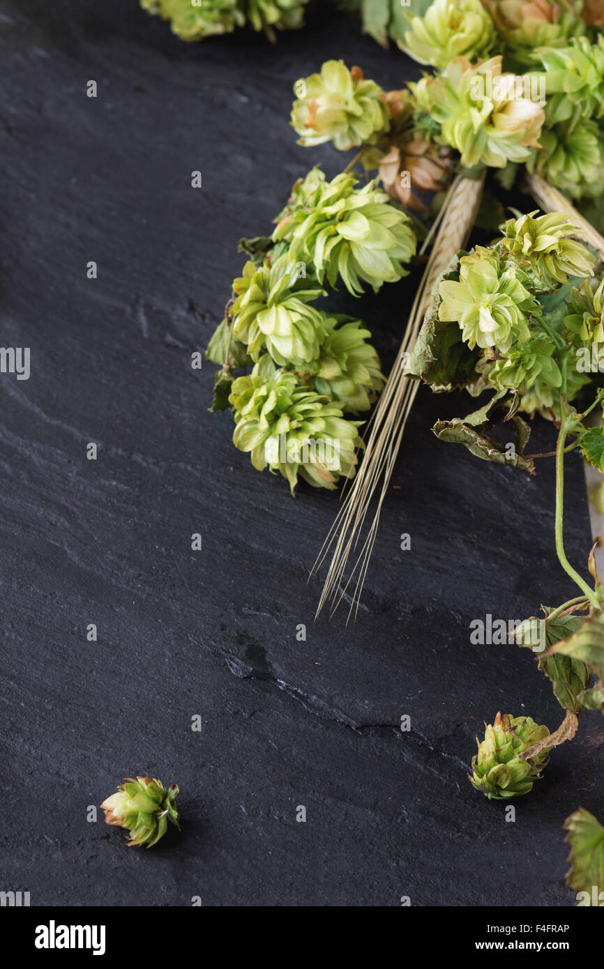 Beer barley hi-res stock photography and images - Alamy