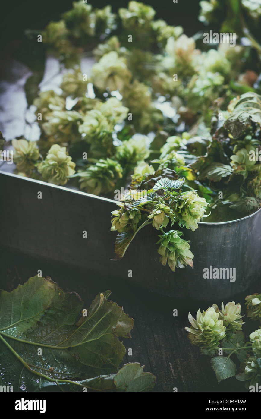 Hop Leaves High Resolution Stock Photography and Images - Alamy