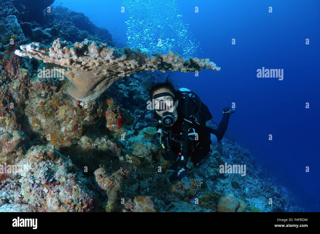 Young woman diver near coral, Indian Ocean, Maldives Stock Photo - Alamy