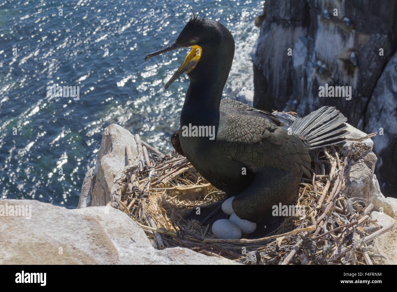 Shag (Phalacrocorax aristotelis) sitting on eggs Stock Photo - Alamy