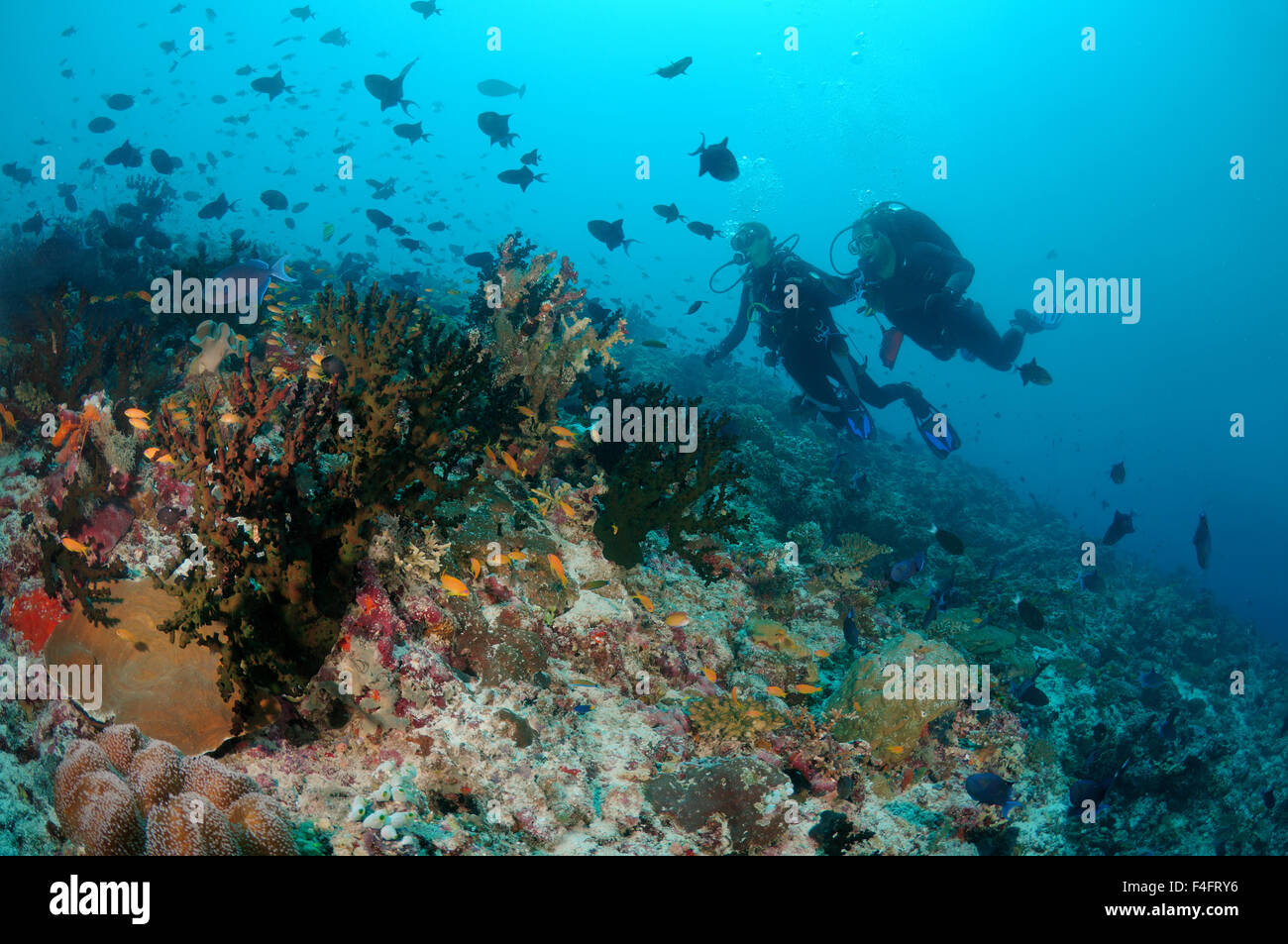 Young couple diver swims over a coral reef, and is looking at a flock ...