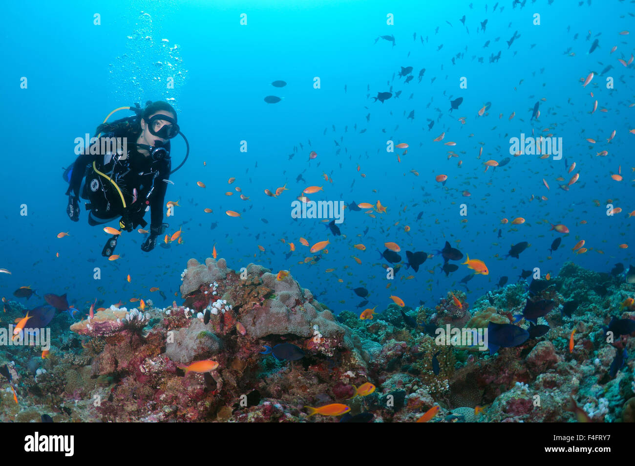 Young woman diver swimming over the coral reef and looking at a flock ...