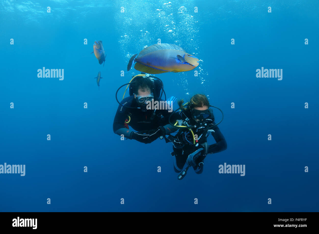 Woman diver swims near coral reef, elongated unicornfish (Naso lopezi ...