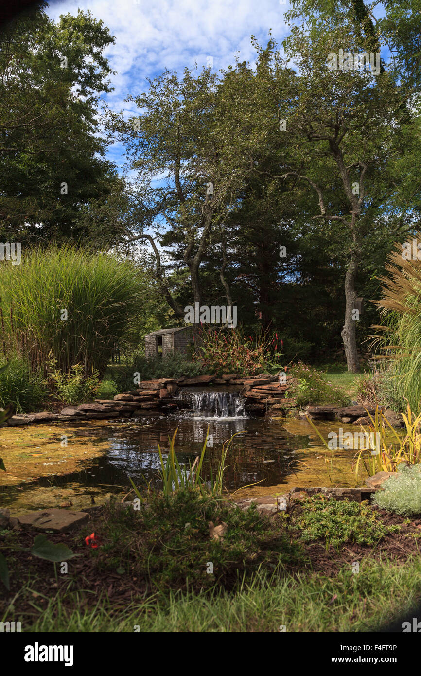 Plant life and a waterfall in a pond in New England on Cape Cod in ...