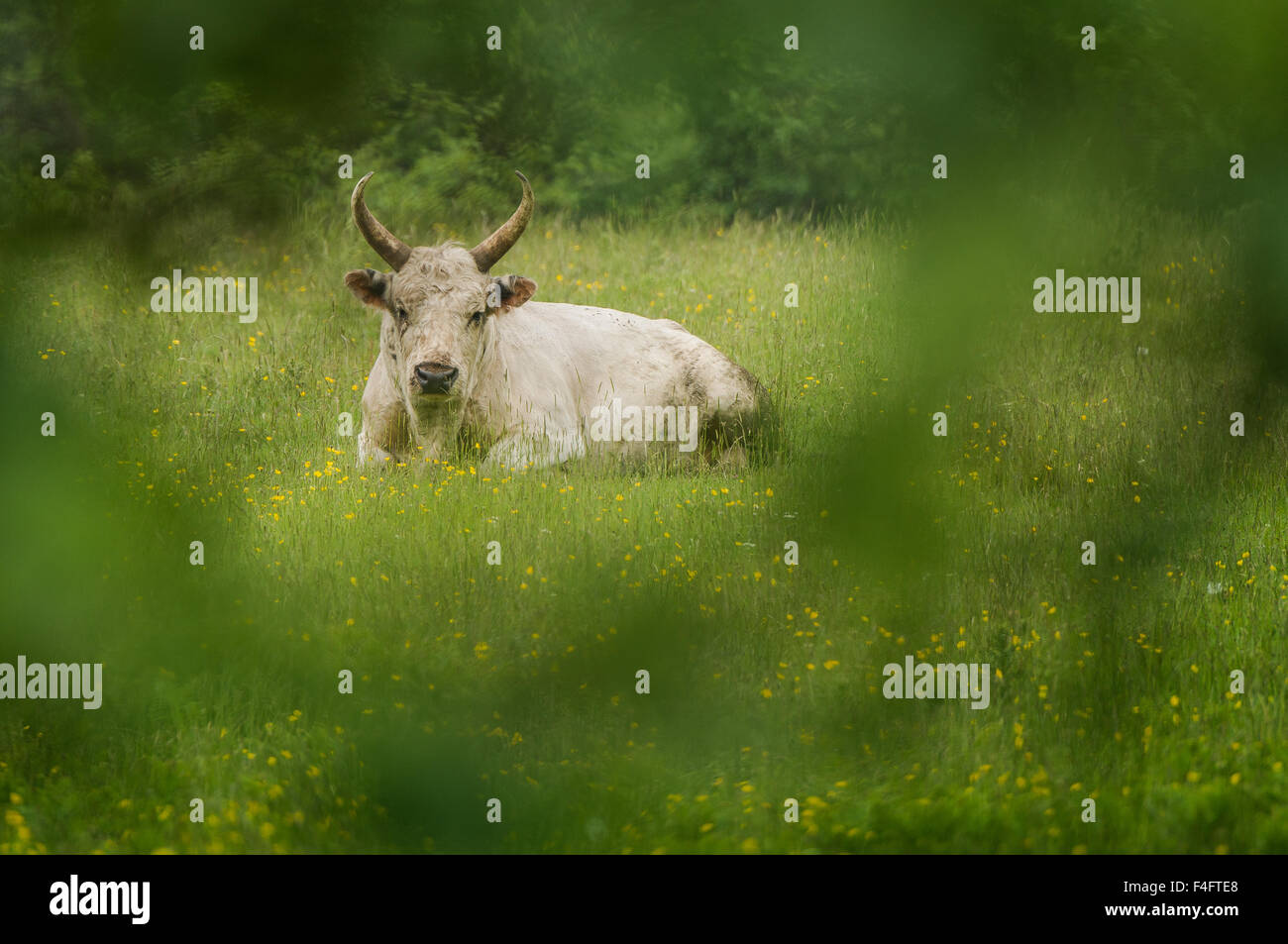 Chillingham wild cattle bull hi-res stock photography and images - Alamy