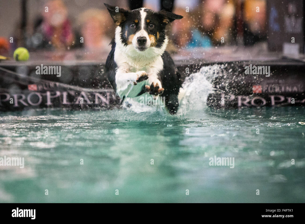 Dortmund, Germany. 16th Oct, 2015. An Australian Shepherd dog leaps ...