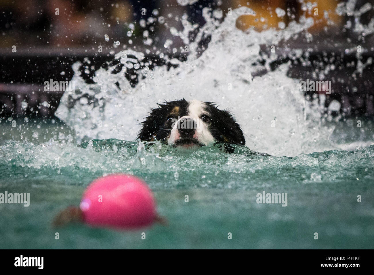 Dortmund, Germany. 16th Oct, 2015. An Australian Shepherd dog leaps ...