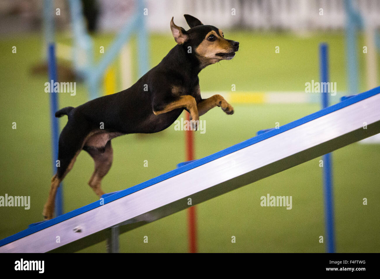Dortmund, Germany. 16th Oct, 2015. A dog runs up a ramp during the fair ...