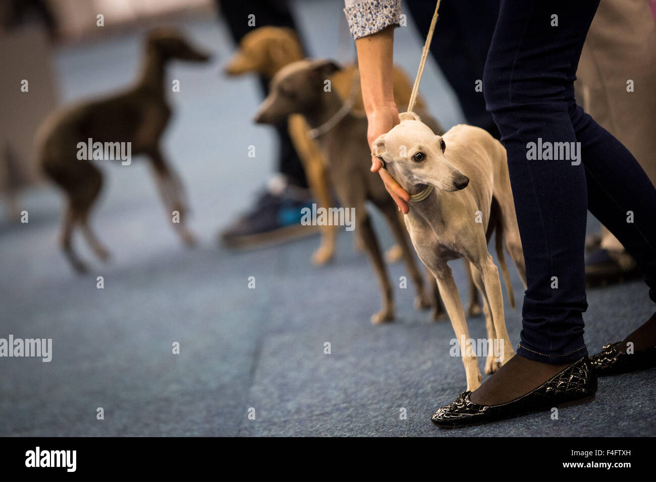 Dortmund, Germany. 16th Oct, 2015. Italian Greyhounds pictured during ...