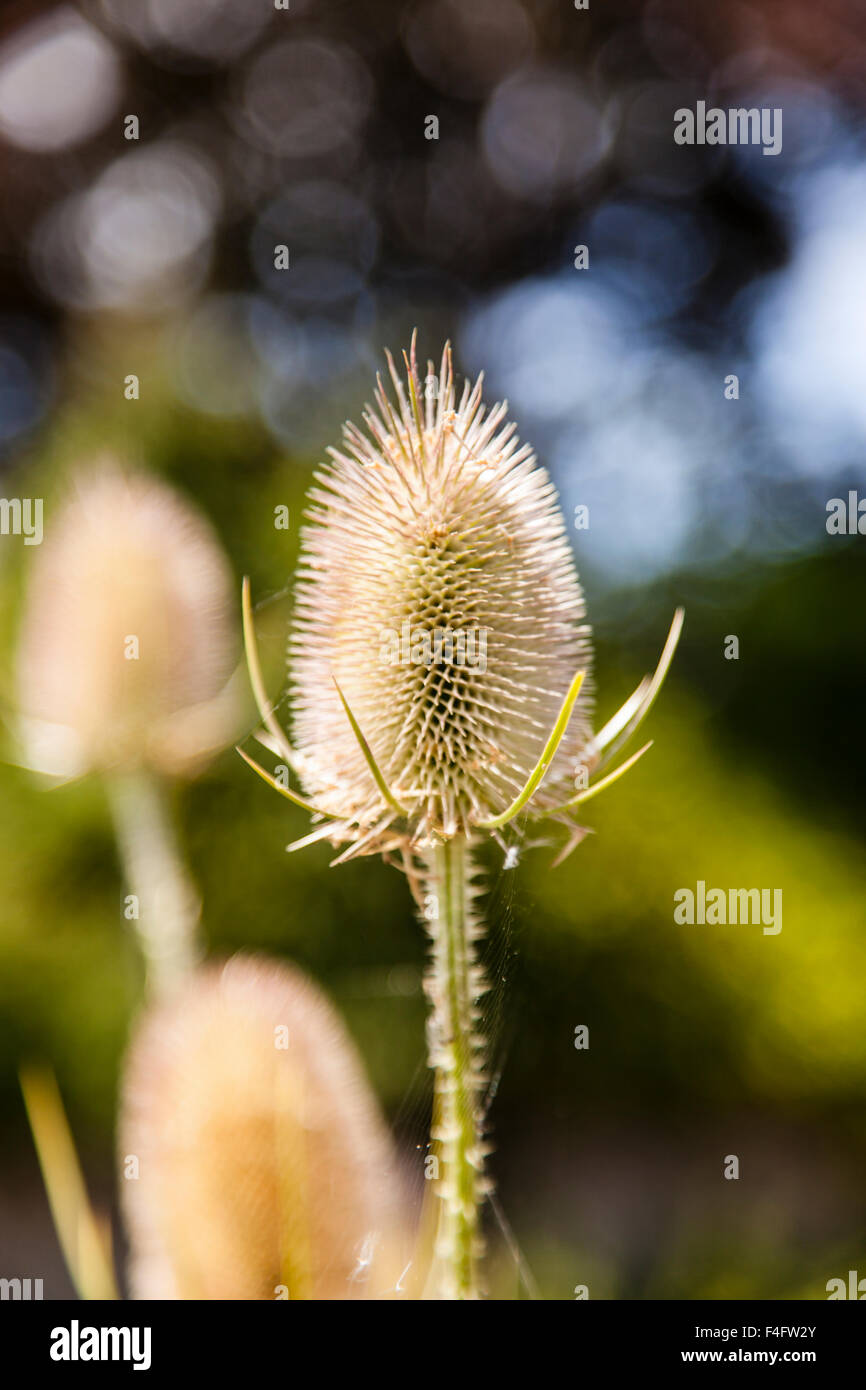 Backlit nature hi-res stock photography and images - Alamy
