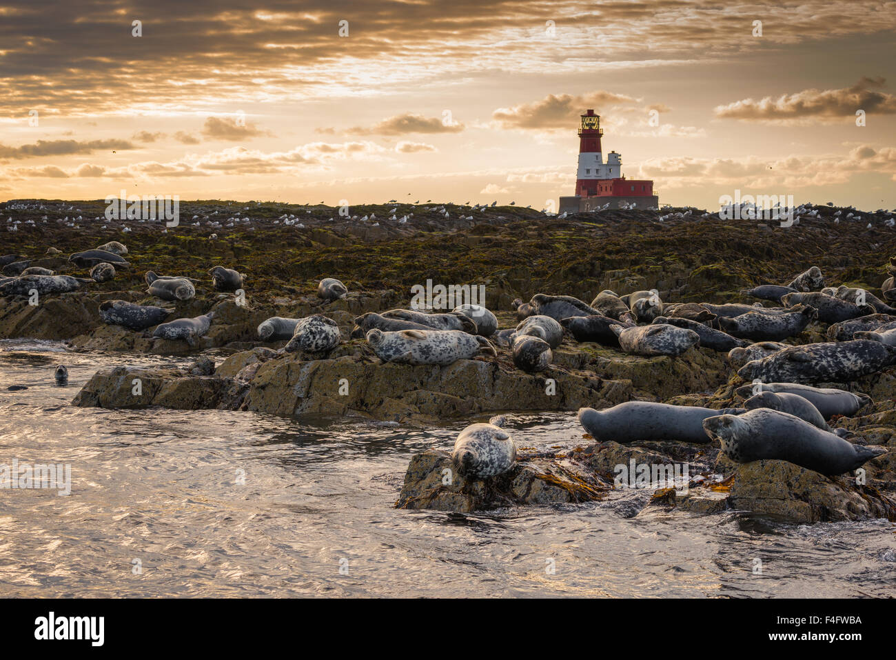 Grey seals on rocks with longstone lighthouse in background Stock Photo ...
