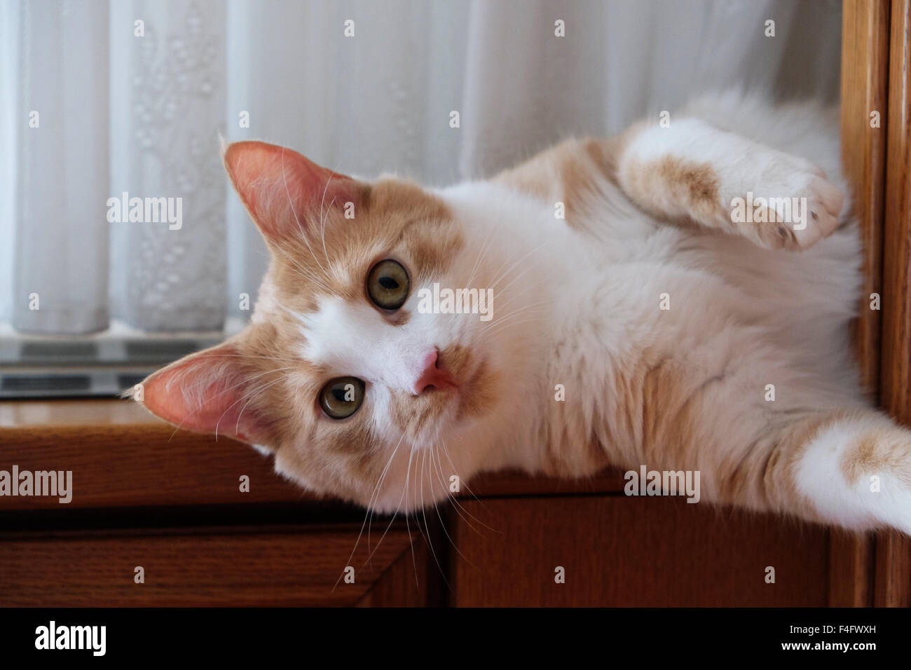 Cat cheeky hi-res stock photography and images - Alamy