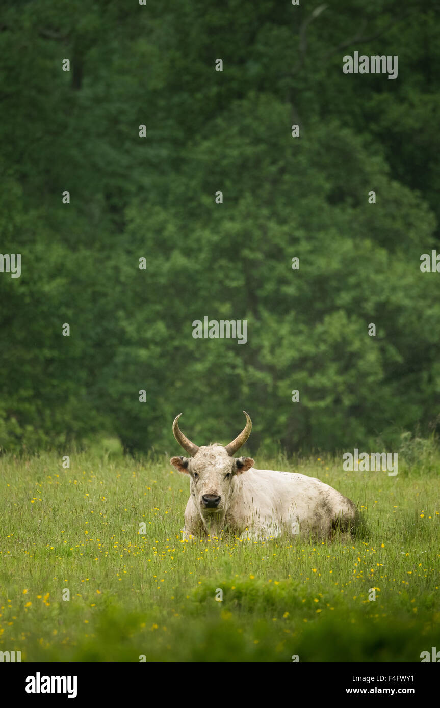 Chillingham wild cattle hi-res stock photography and images - Alamy