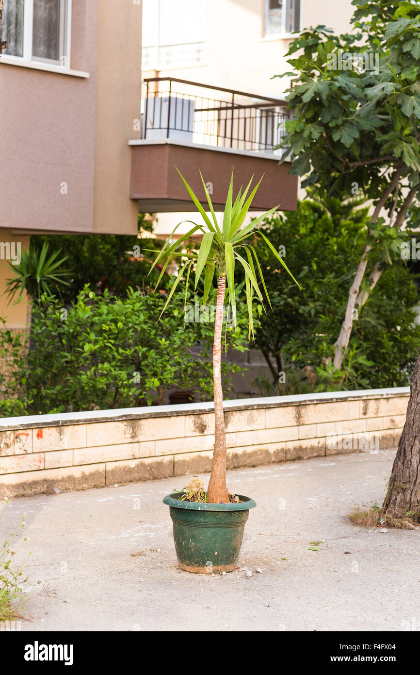 Date palm bonsai hi-res stock photography and images - Alamy