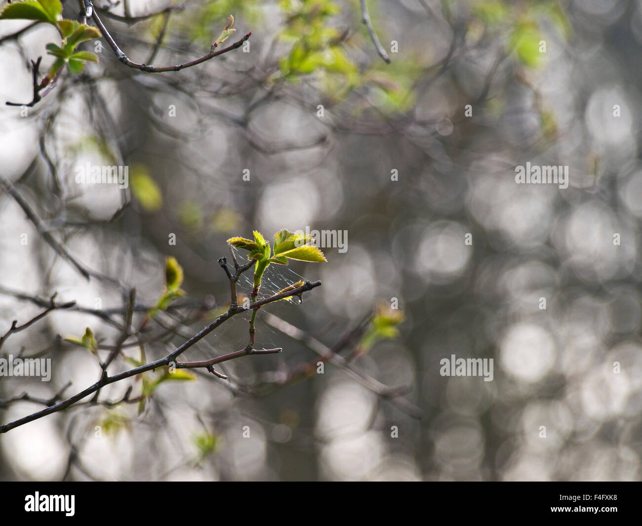 Spring at the zoom hi-res stock photography and images - Alamy