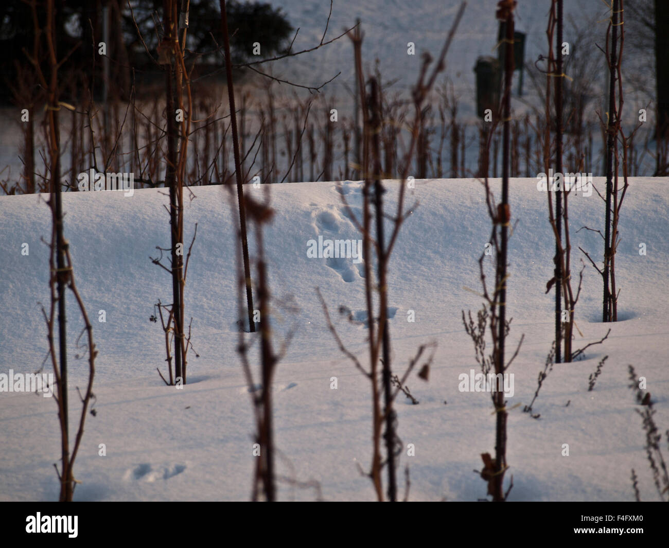 Hare tracks on the snow in vineyards Stock Photo - Alamy