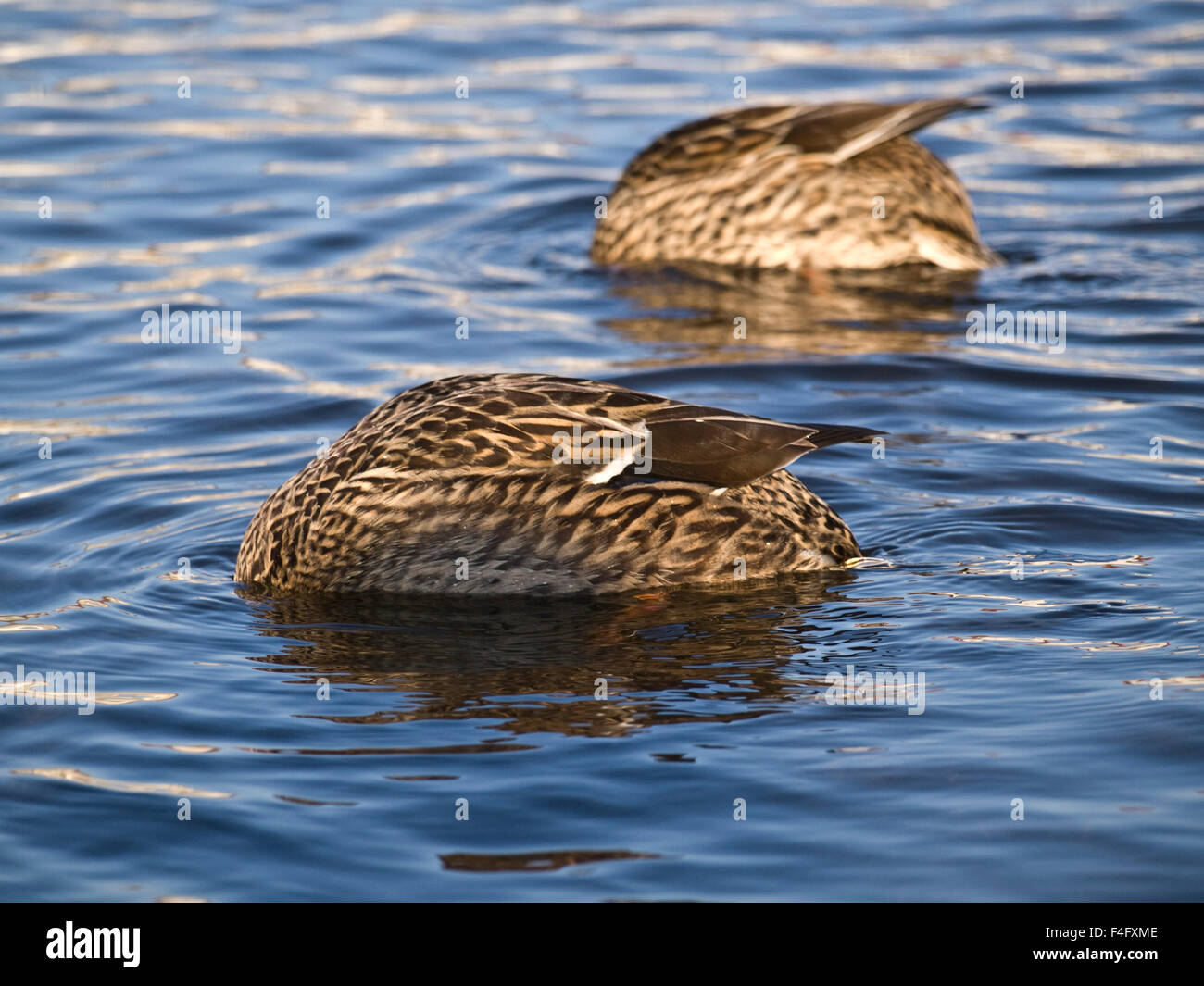 Two ducks dive synchronously Stock Photo - Alamy