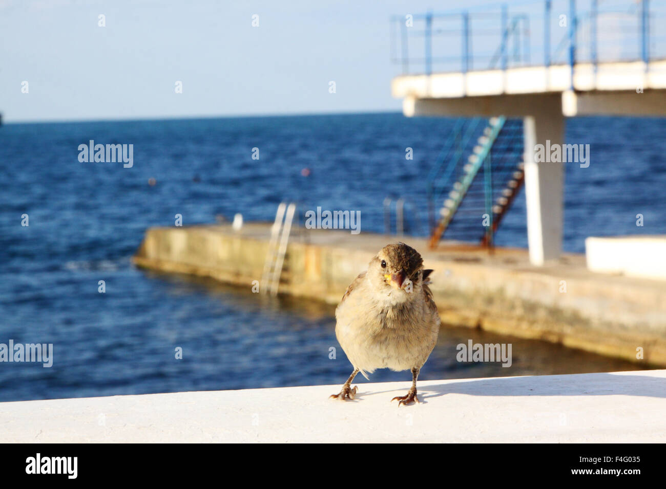 Cheerful sparrow. Joyful sparrow on the sea coast in October ...