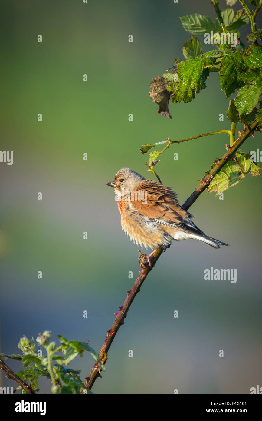 Common linnet, Linaria cannabina, songbird perched on a branch singing ...