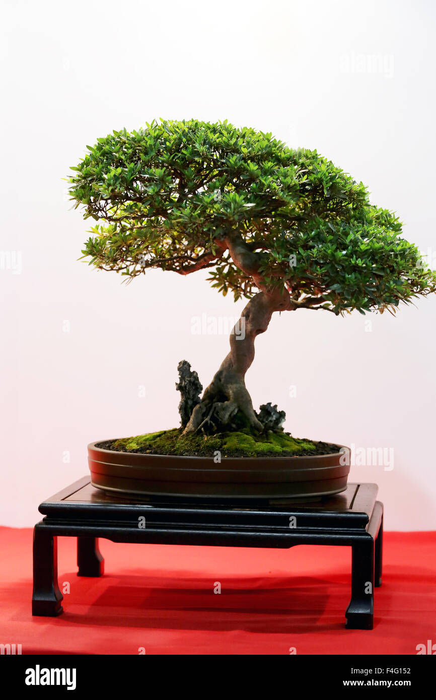 Artistic potted bonsai tree in flower pot Stock Photo - Alamy