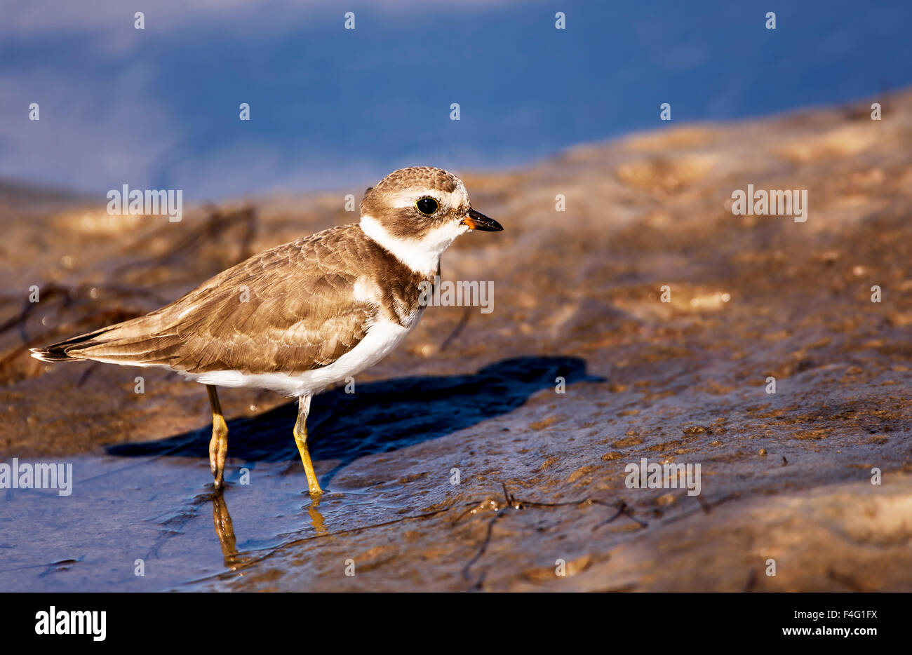 Plover birds hi-res stock photography and images - Alamy
