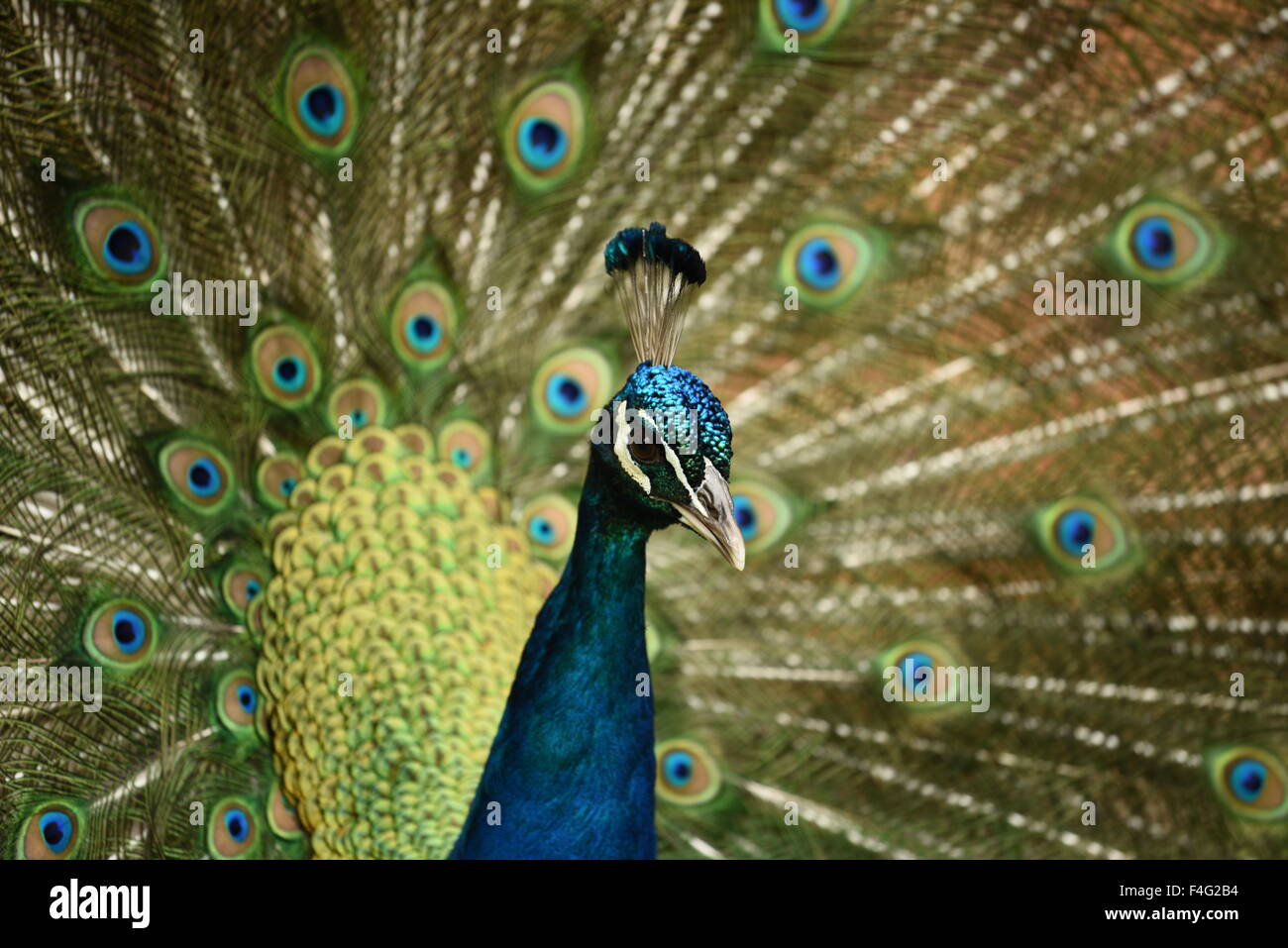 Peafowl colors hi-res stock photography and images - Alamy
