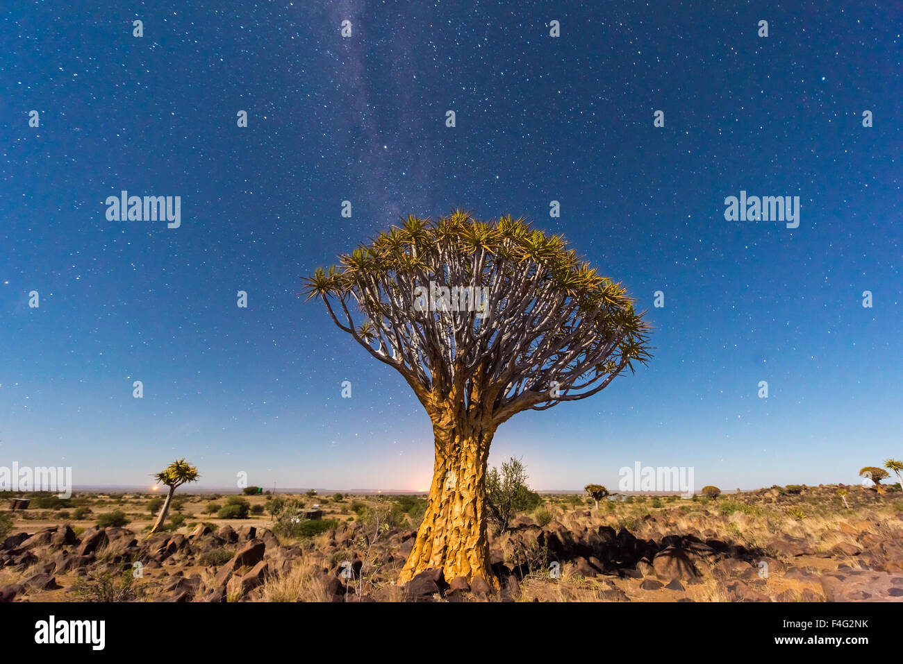 Quiver Tree Forest outside of Keetmanshoop, Namibia at night on a full ...