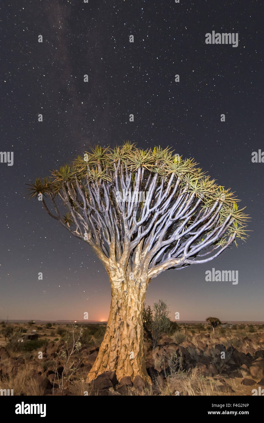 Quiver Tree Forest outside of Keetmanshoop, Namibia at night on a full ...