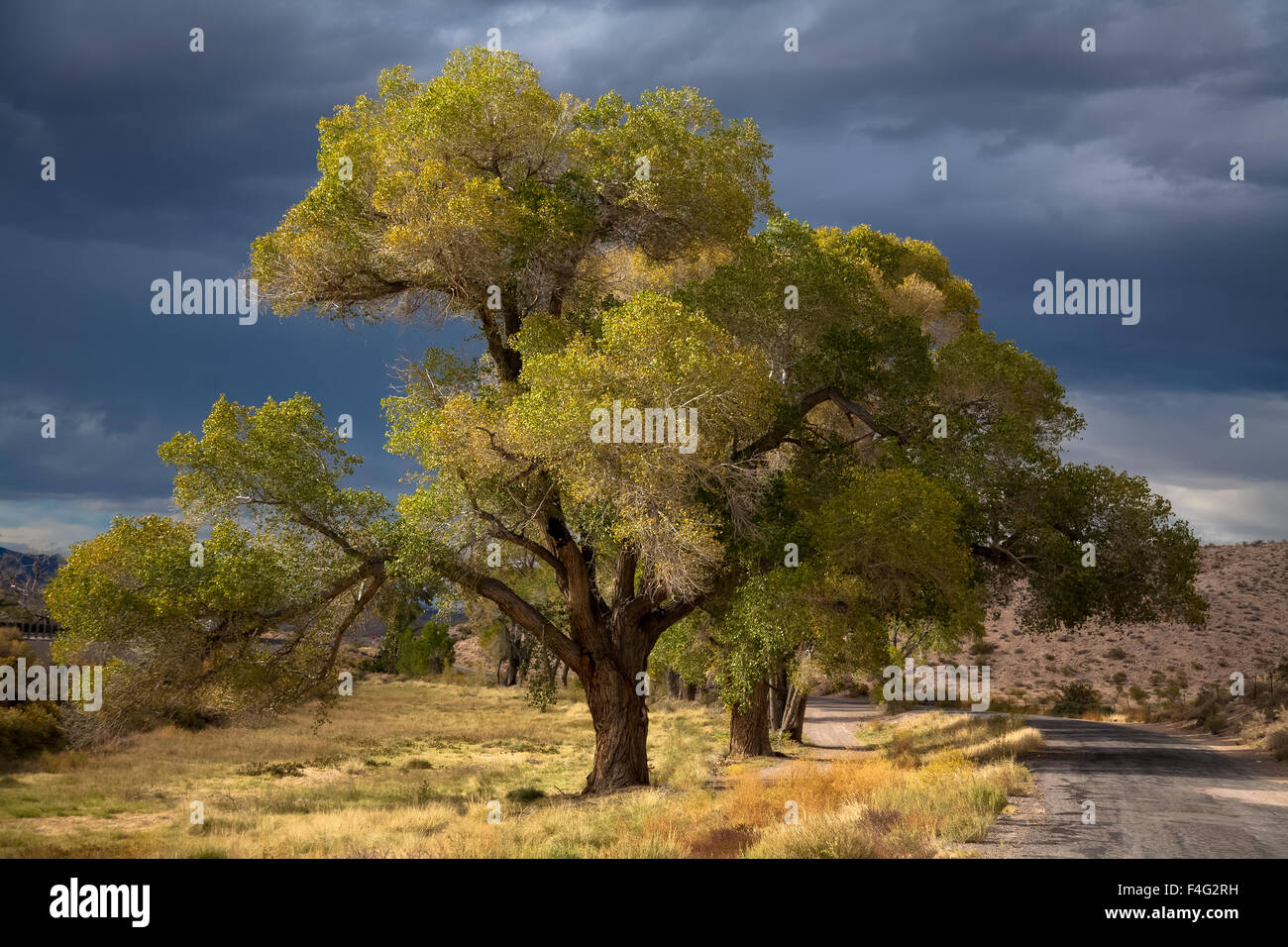 Alamo tree hi-res stock photography and images - Alamy
