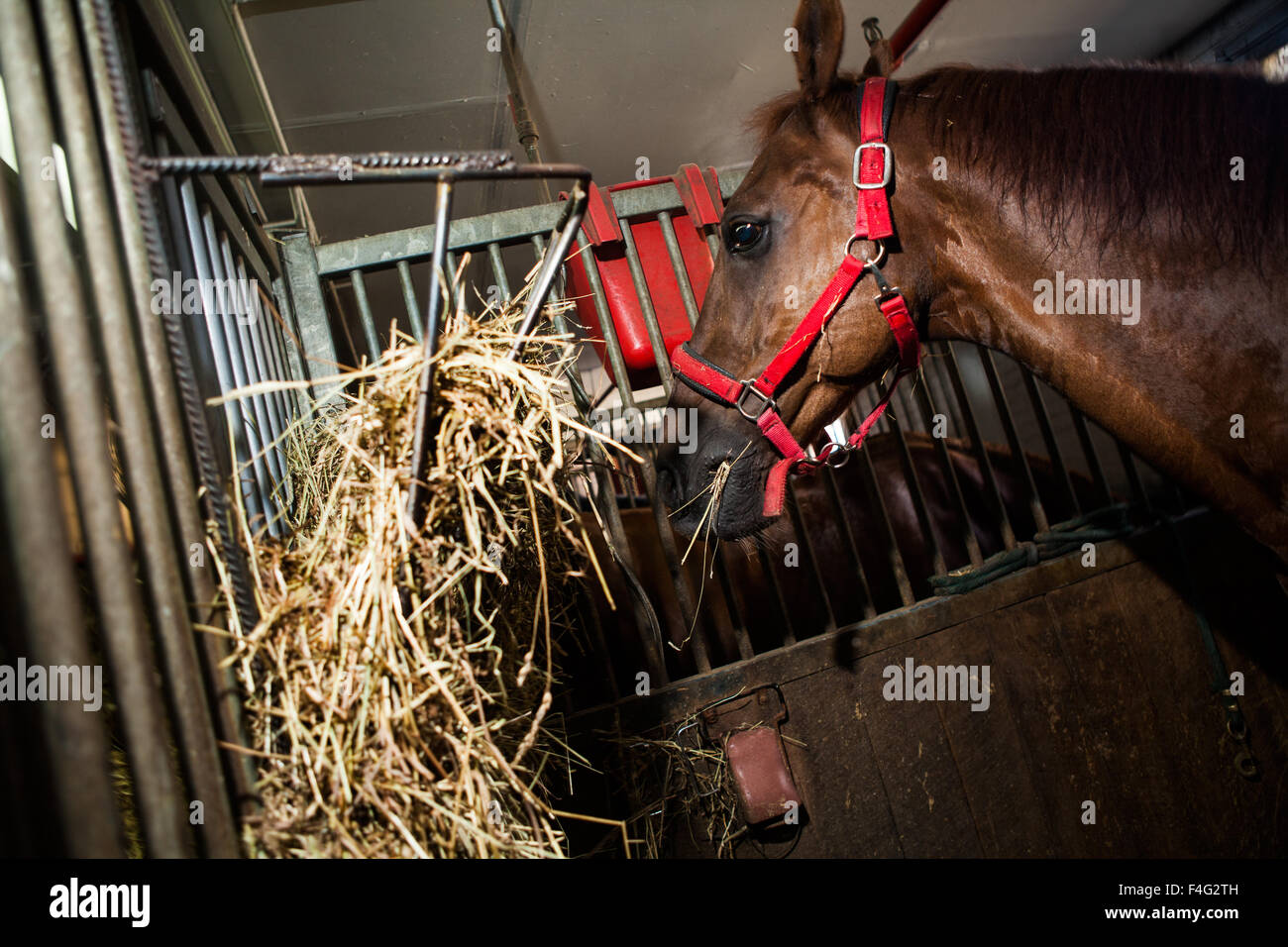 A horse eats hay at the stables in New York Stock Photo - Alamy