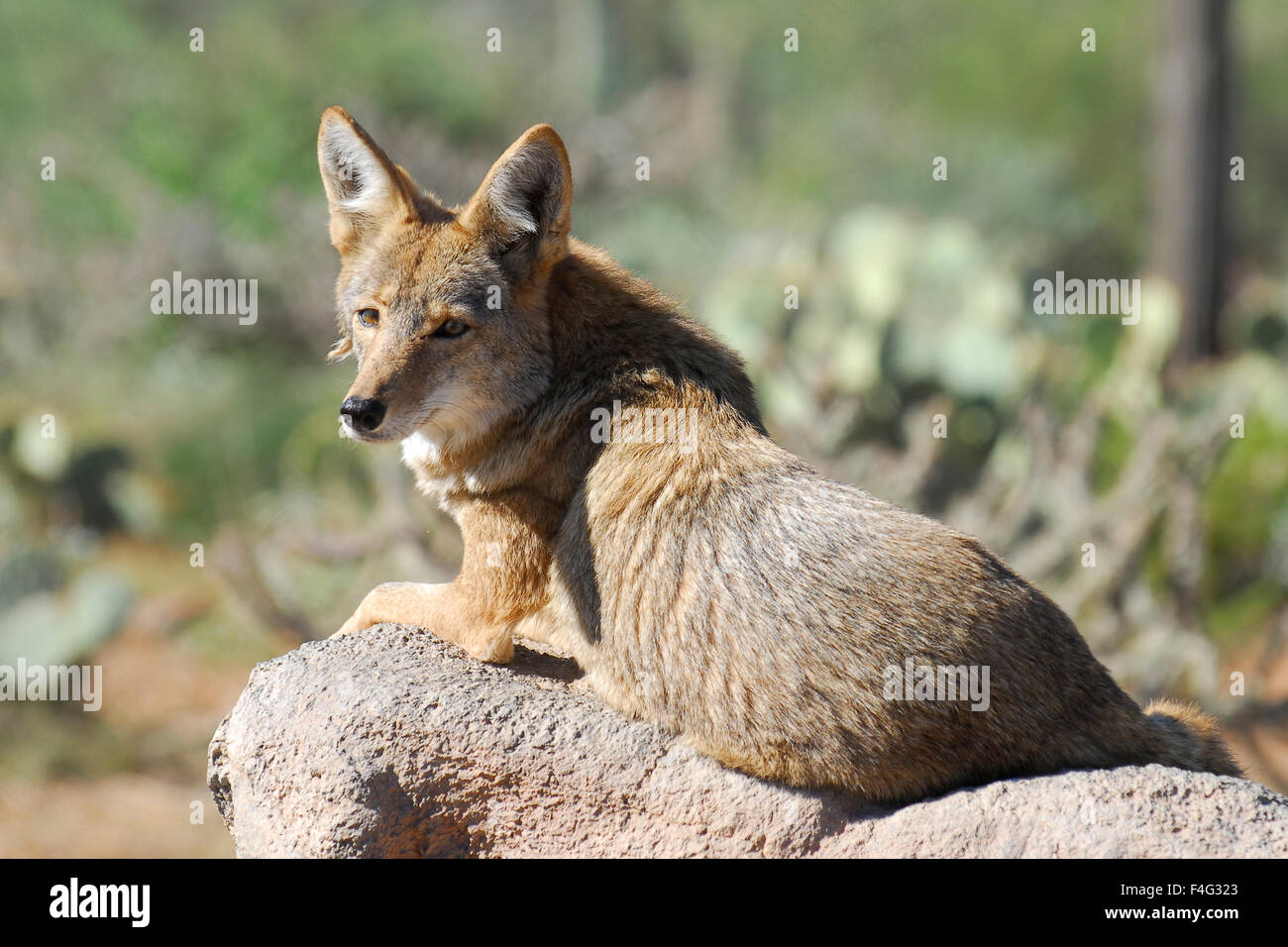 Coyote, lying on a rock Stock Photo - Alamy
