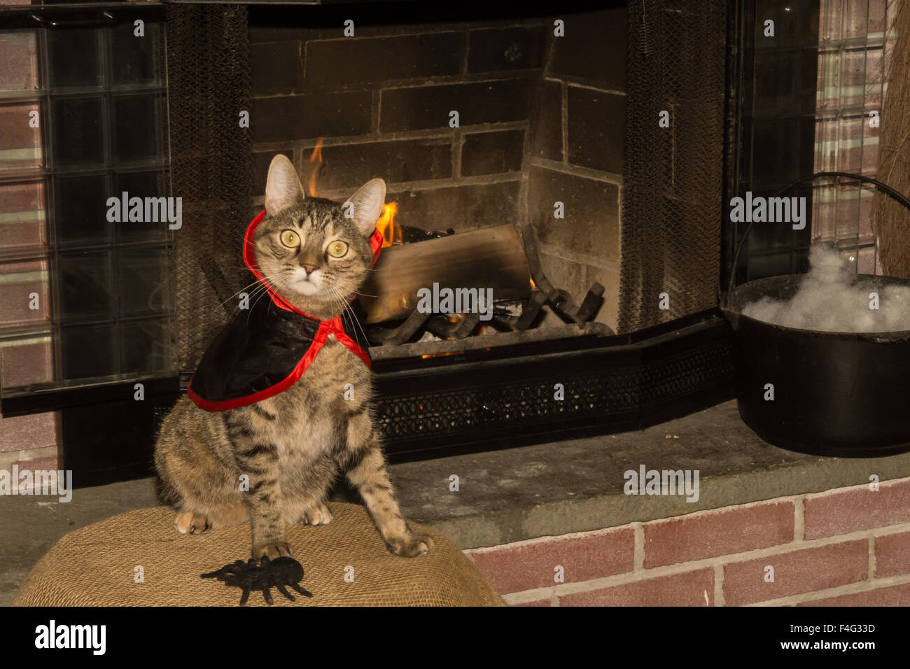 A cute vampire cat Stock Photo - Alamy