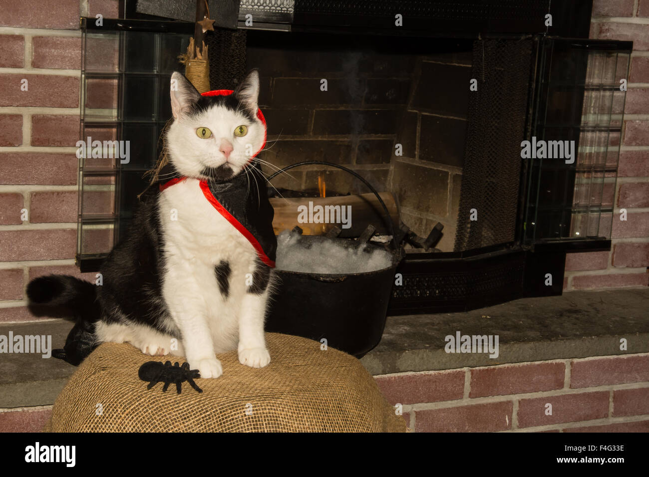 A cute vampire cat Stock Photo - Alamy